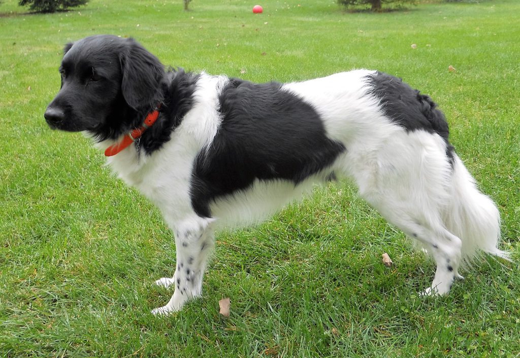 THE STABYHOUN | Ameri-Can Stabyhoun Association