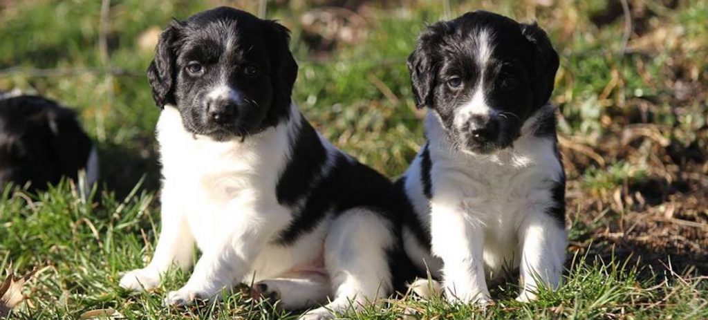 Ameri-Can Stabyhoun Association