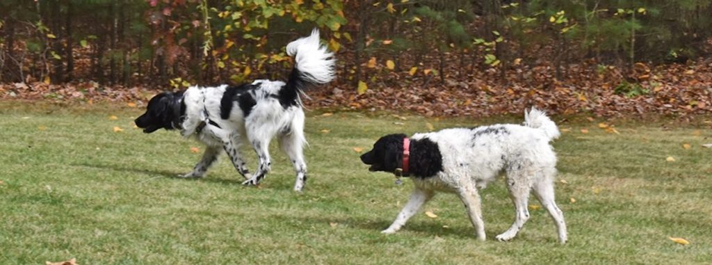 breeds | Ameri-Can Stabyhoun Association